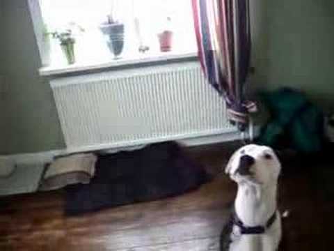 Pit Bull Dancing - Truth About Pit Bulls