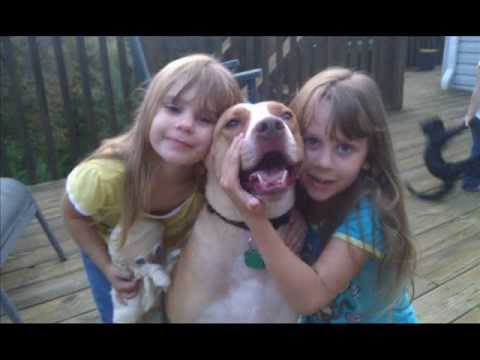 Pit Bull Family - Truth About Pit Bulls