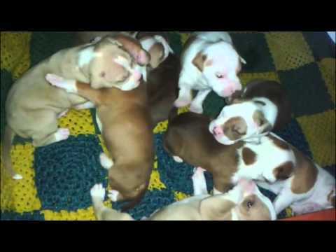 Cute Little Pit Bull Puppies - Truth About Pit Bulls