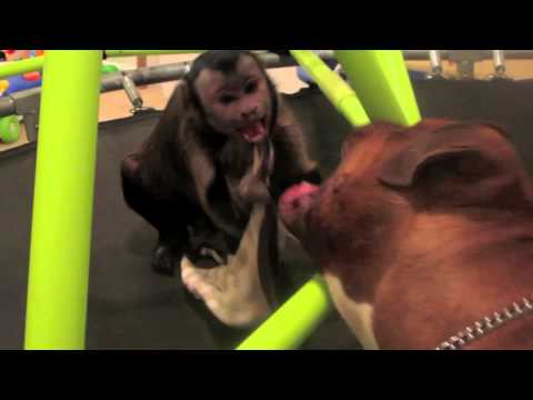 A Pit Bull And Capuchin Monkey Are Playing - Truth About Pit Bulls