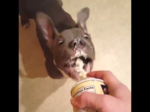 This Pit Bull Puppy Loves Squirty Cream - Truth About Pit Bulls
