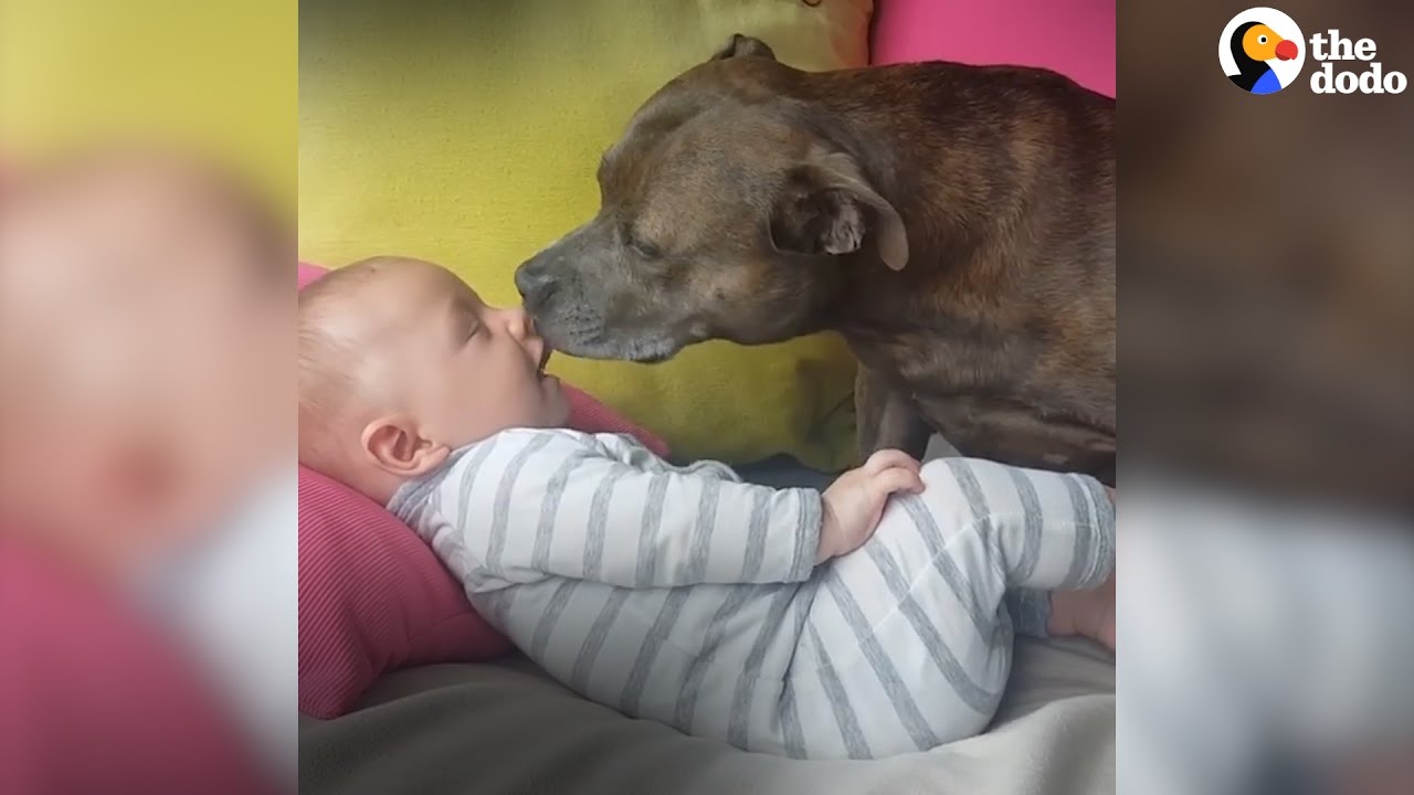 Affectionate Pit Bulls Love Their Human Family - Truth About Pit Bulls