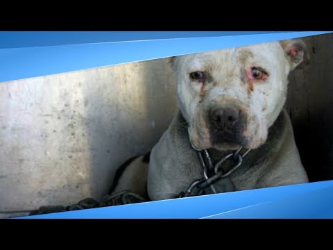 Pit Bull Who'd Been Chained Up For Years Finally Knows What It's Like ...