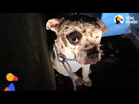 Sad Pit Bull Covered In Fight Wounds Smiles For The First Time - Truth ...