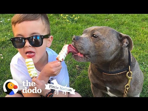 Staffy Has Not Left His Brother's Side In Seven Years - Truth About Pit ...