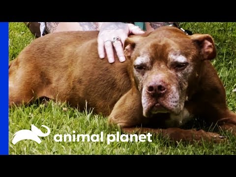 Senior Pit Bull Finds A Home To Live Out The Rest Of His Life In ...